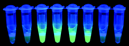 LAMP assay detects drug resistance in hookworms - News items